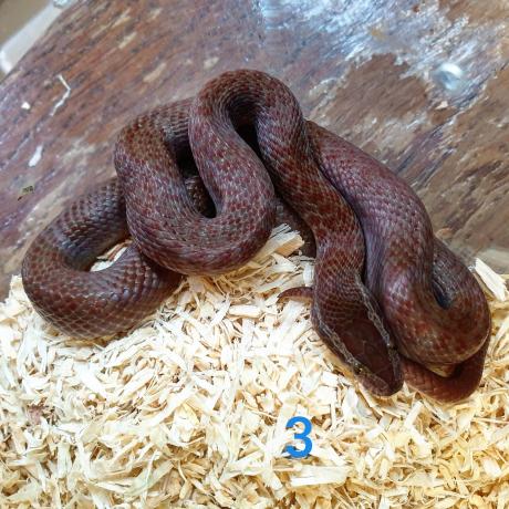 African House Snake - Lamprophis fuliginosus