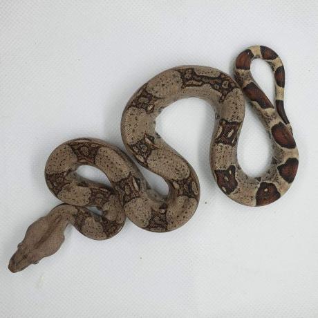 Common Boa Constrictor - Boa constrictor imperator