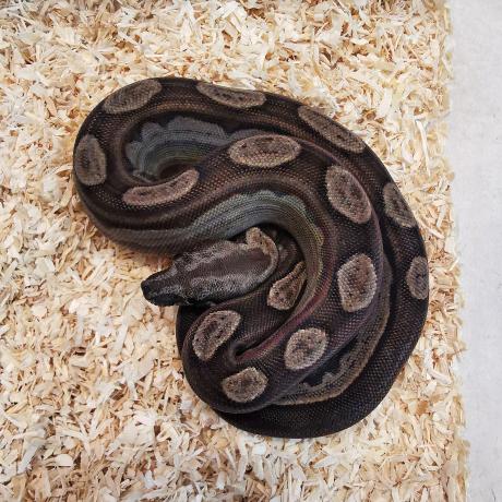 Common Boa Constrictor - Boa constrictor imperator