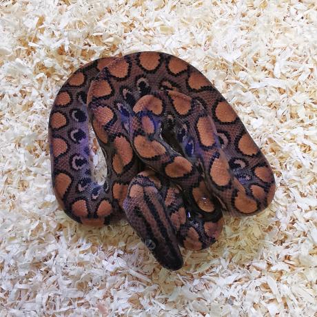 Brazilian Rainbow Boa - Epicrates cenchria cenchria