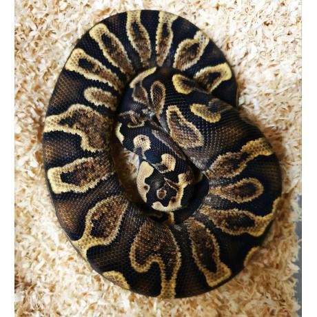 Royal Python or Ball Python - Python regius