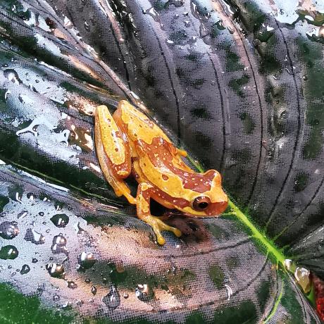 Hourglass Tree Frog - Dendropsophus ebraccatus