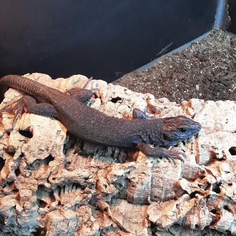 European Eyed Lizard - Timon lepidus