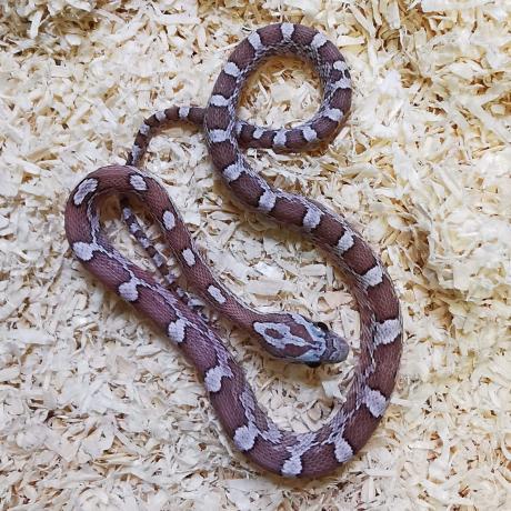 Corn Snake - Pantherophis guttatus