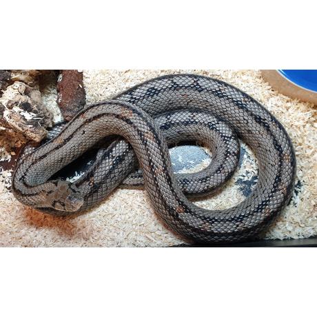 Ladder Snake - Zamenis scalaris
