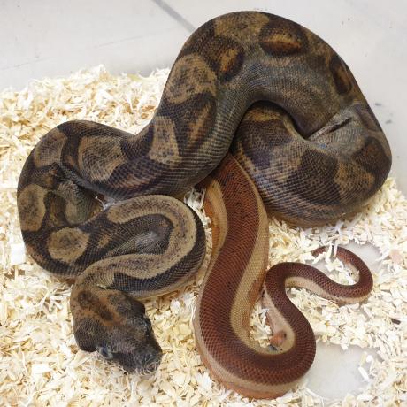 Common Boa Constrictor - Boa constrictor imperator