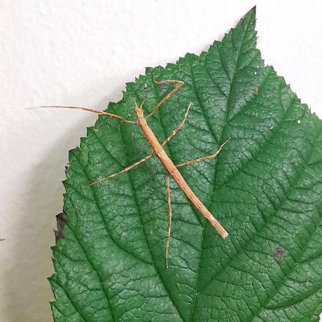 Zompros Stick Insect - Parapachymorpha zomproi