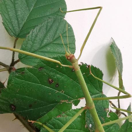 Vietnamese Stick Insect - Ramulus artemis