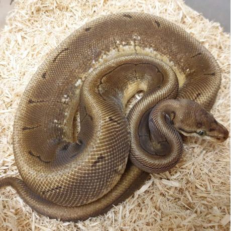 Royal Python or Ball Python - Python regius