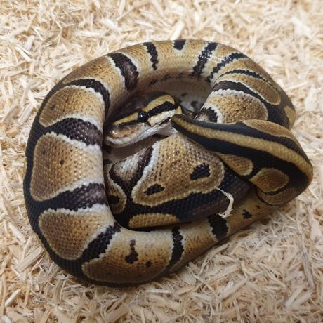 Royal Python or Ball Python - Python regius