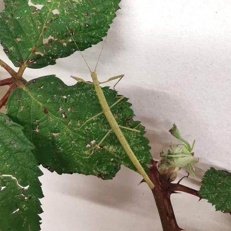 Indian Stick Insect - Carausius morosus