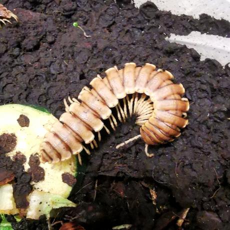 Chocolate Flat Millipede - Coromus species