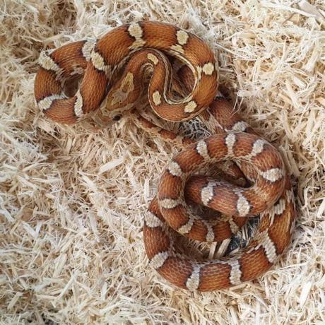 Corn Snake - Pantherophis guttatus