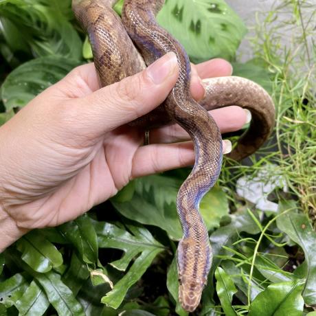 Columbian Rainbow Boa - Epicrates cenchria maurus