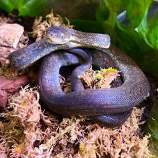 Snakes for sale, buy Snakes online at Exotic Pets UK