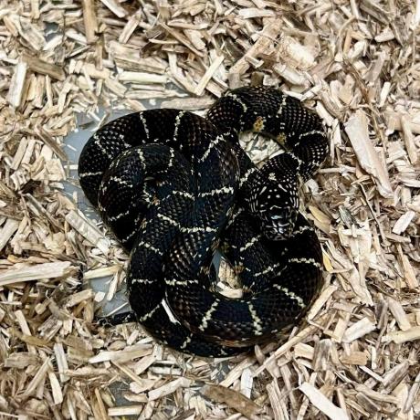 Brooks King Snake - Lampropeltis getula brooksi