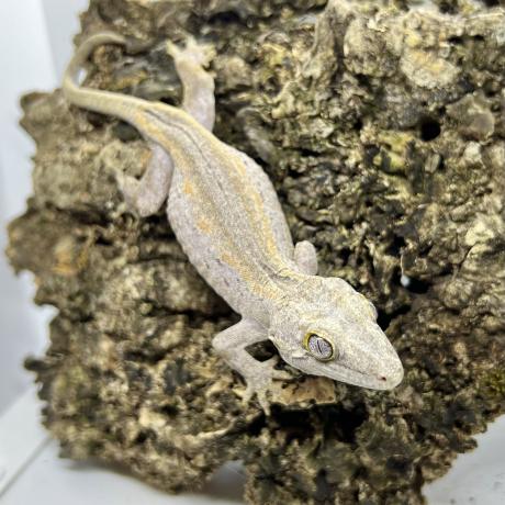 Gargoyle Gecko - Rhacodactylus auriculatus