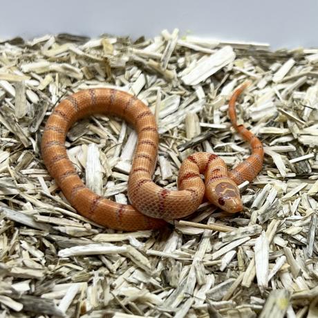 Variable Kingsnake - Lampropeltis mexicana thayeri